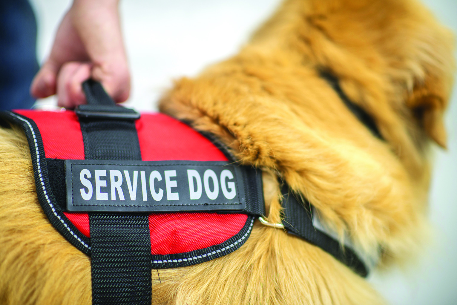 No Pet Allowed Understanding Service Dog Regulations Madill Record